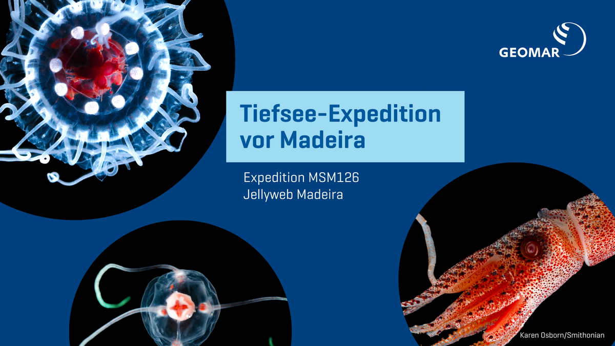 Immerse yourself in fascinating deep-sea habitats