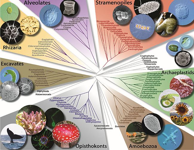 Algal Ecology&Evolution - GEOMAR - Helmholtz-Zentrum für Ozeanforschung ...