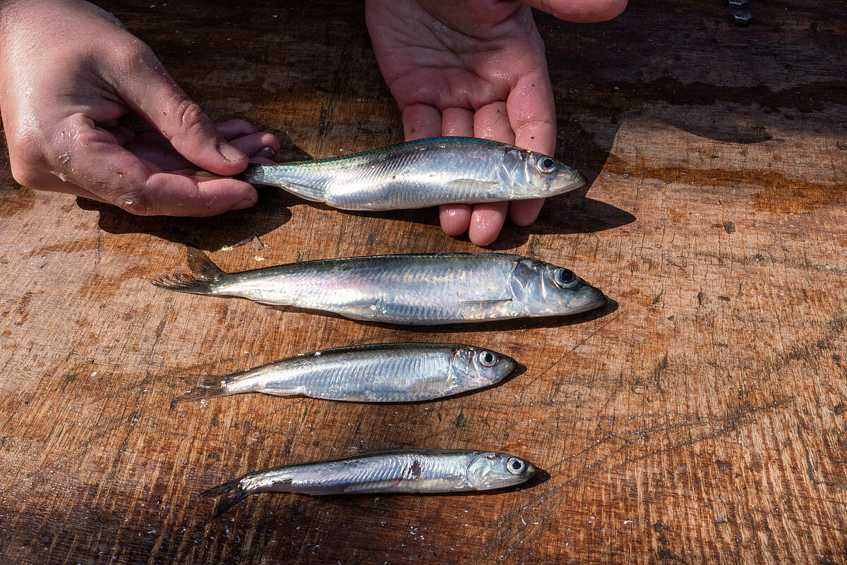 Festessen zu Weihnachten: Nur „Guter Fisch“ auf den Tisch