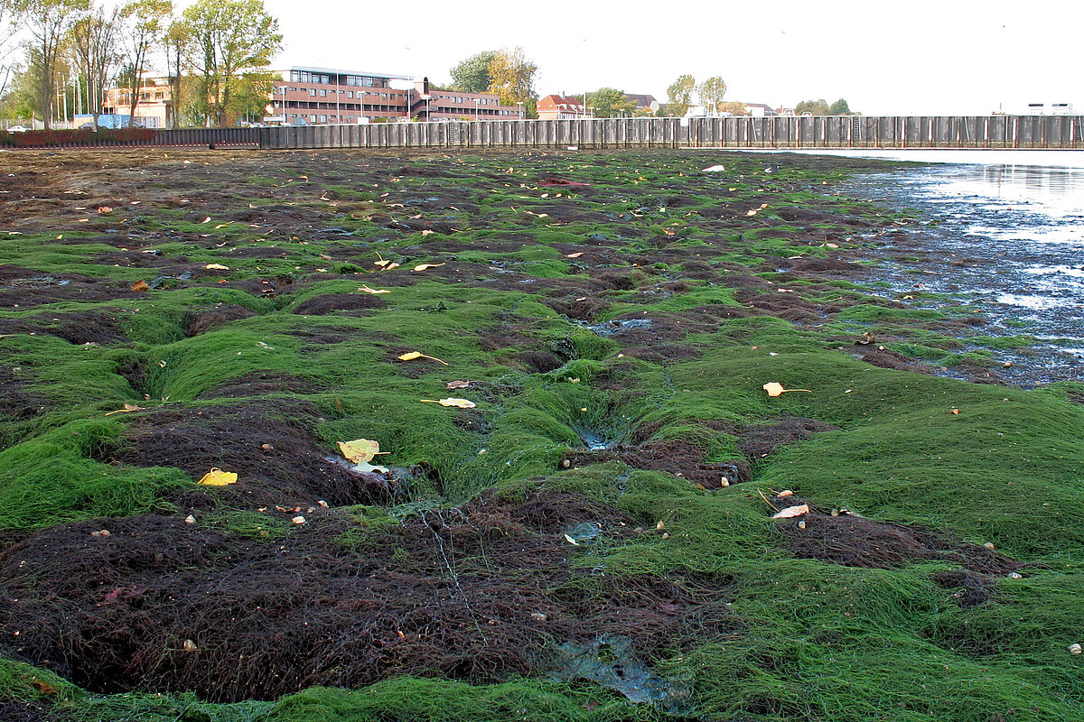 Invasive Seaweed adopts a smart survival strategy