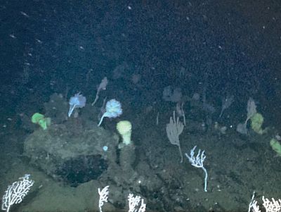 The Dark Ocean Biosphere - GEOMAR - Helmholtz-Zentrum für ...