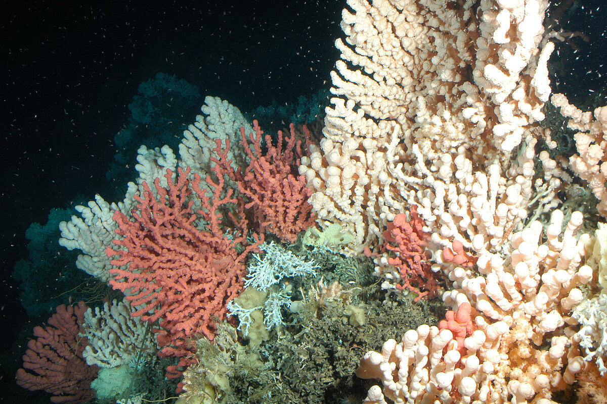 Cold-water corals: acidification harms, warming promotes growth