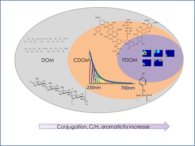 Production and fate of dissolved organic matter (DOM) - GEOMAR ...