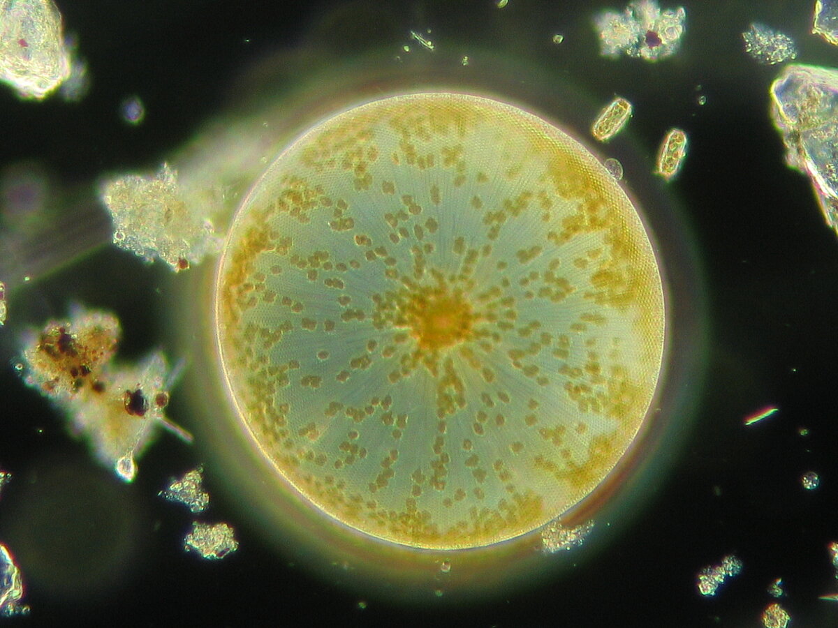 What Phytoplankton Physiology Has to Do with Global Climate