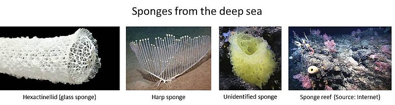 Deep-Sea Sponge Grounds - GEOMAR - Helmholtz-Zentrum für Ozeanforschung ...