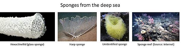 Deep-Sea Sponge Grounds - GEOMAR - Helmholtz-Zentrum für Ozeanforschung ...