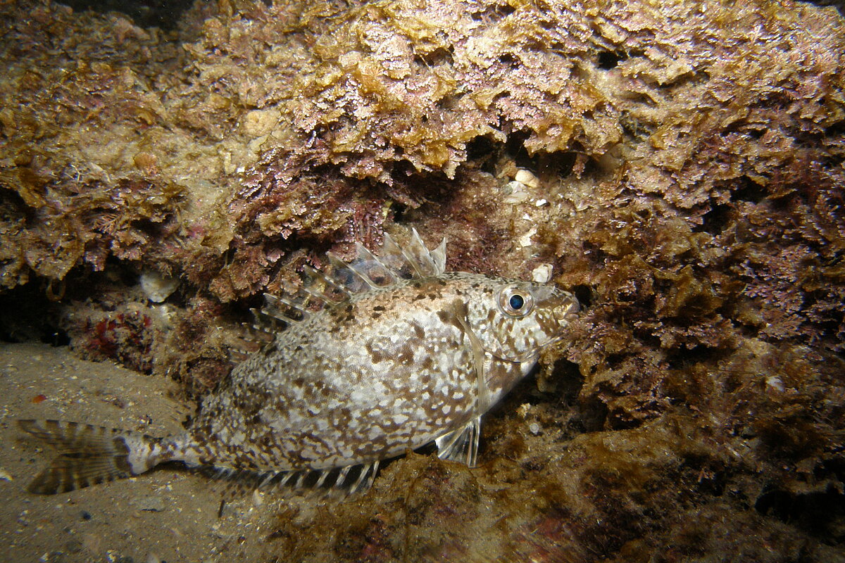 'Trojan Fish': Invasive Rabbitfish Spread Invasive Species