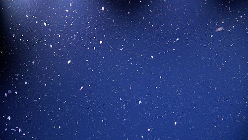 Marine Snow as garbage disposal in the Ocean? - GEOMAR - Helmholtz ...