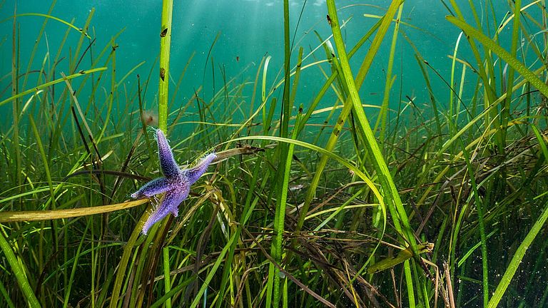 Seegraswiesen - GEOMAR - Helmholtz-Zentrum für Ozeanforschung Kiel