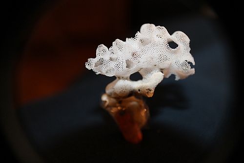 Deep-sea sponge grounds explored on a large scale - GEOMAR - Helmholtz ...