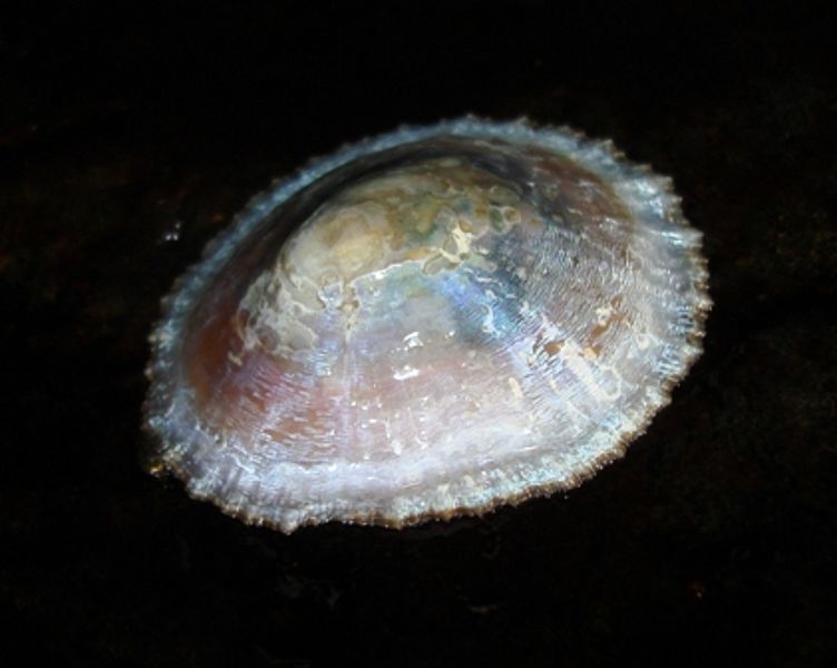 Biogenic calcification - GEOMAR - Helmholtz-Zentrum für Ozeanforschung Kiel