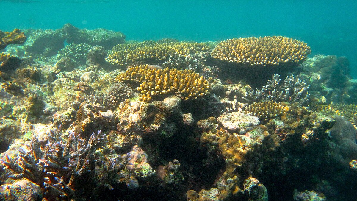 Reserach Group - Coral Adaptation to Extremes
