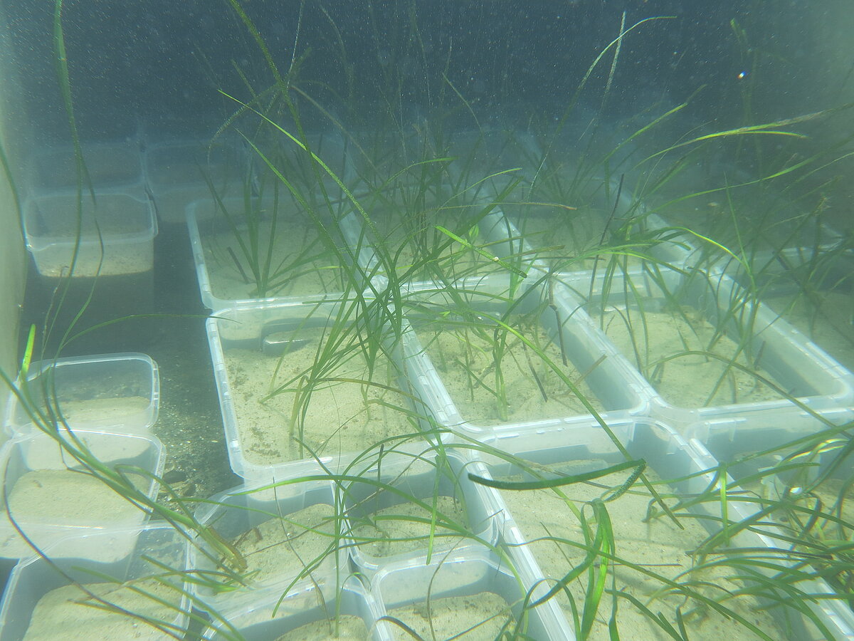 Seagrass meadows as natural climate protectors