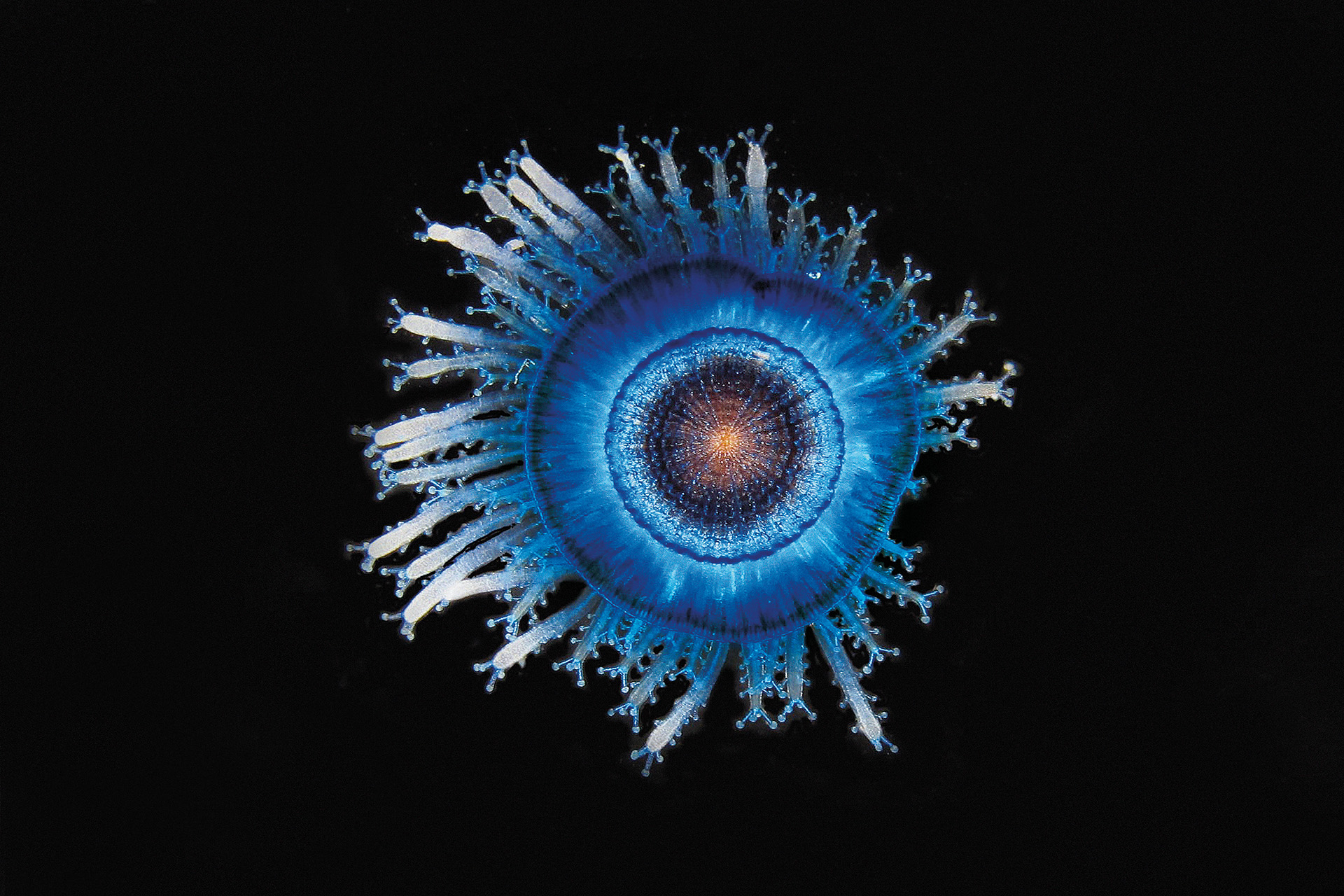 Biodiversity of the Deep Sea