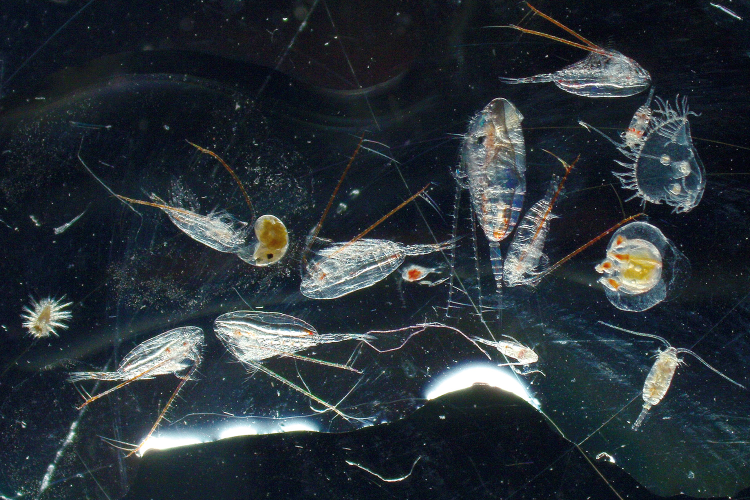 Ocean Alkalinity Enhancement