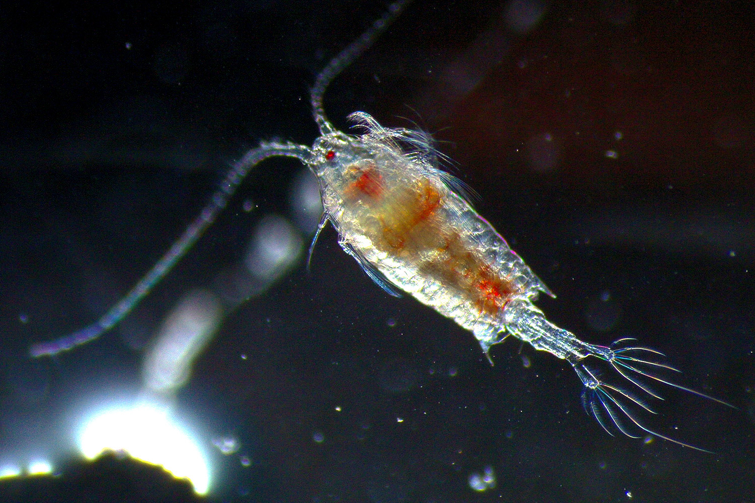 Ocean Alkalinity Enhancement