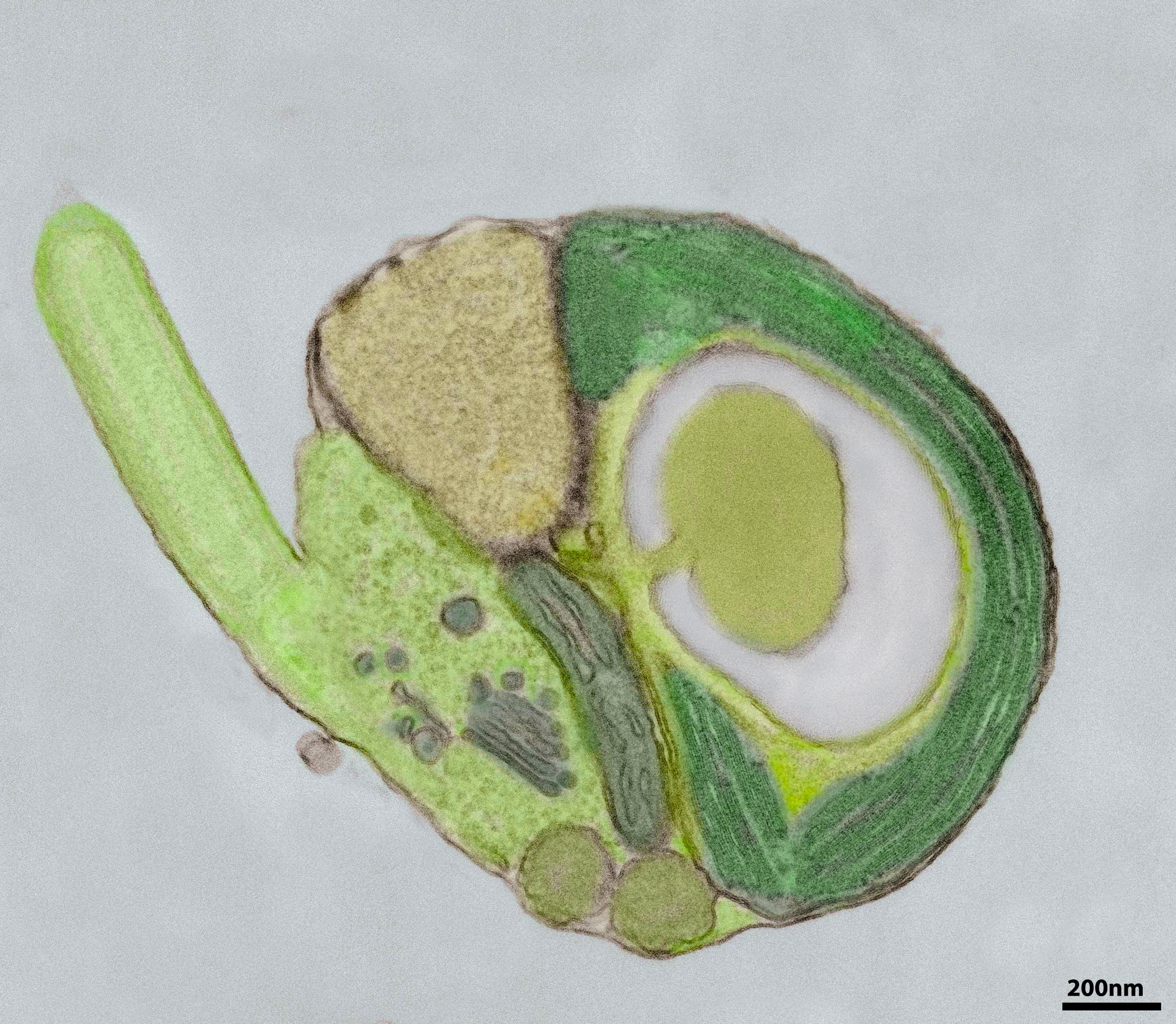 Tiny marine organisms as the key to global cycles