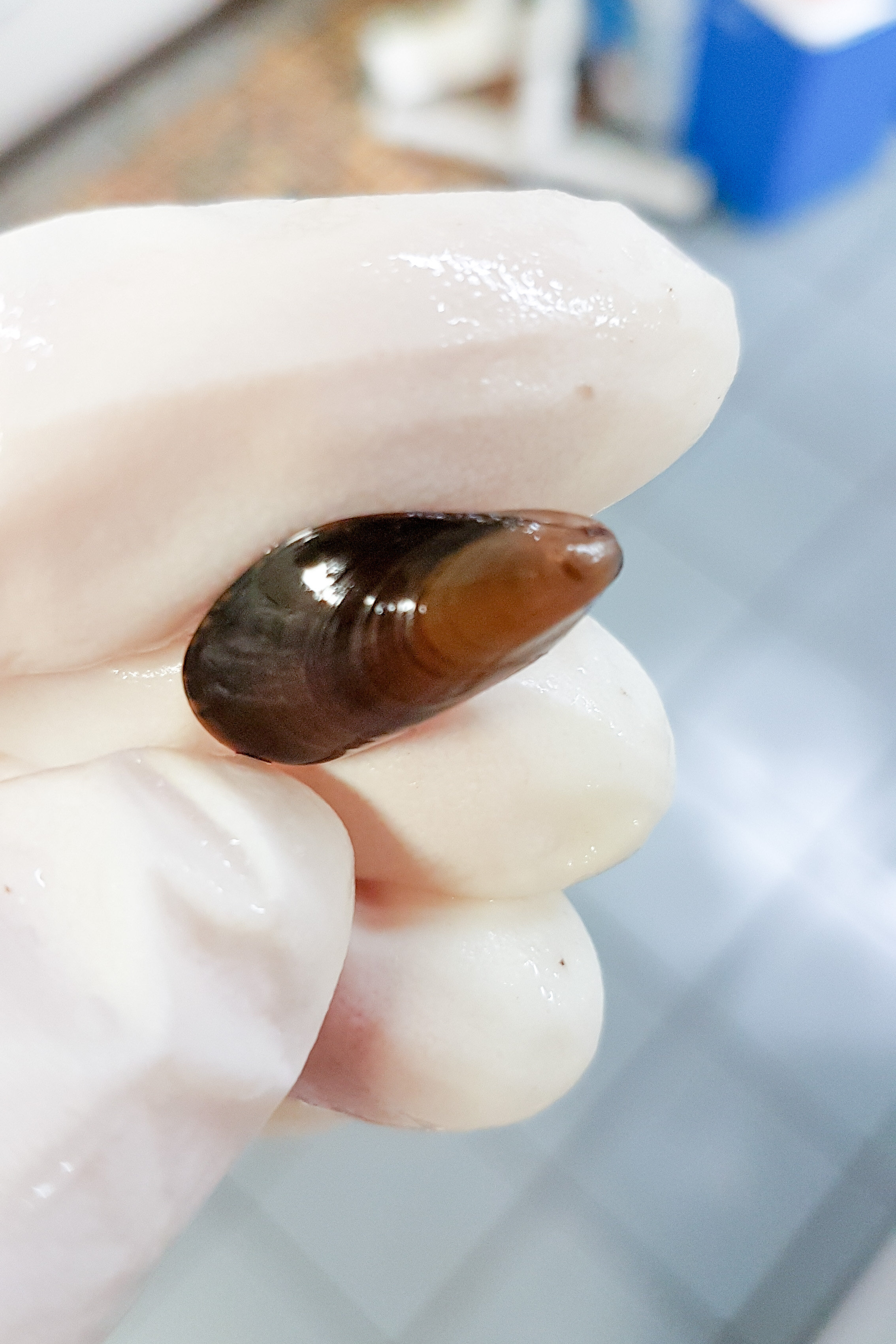 Microplastics hardly affect blue mussels