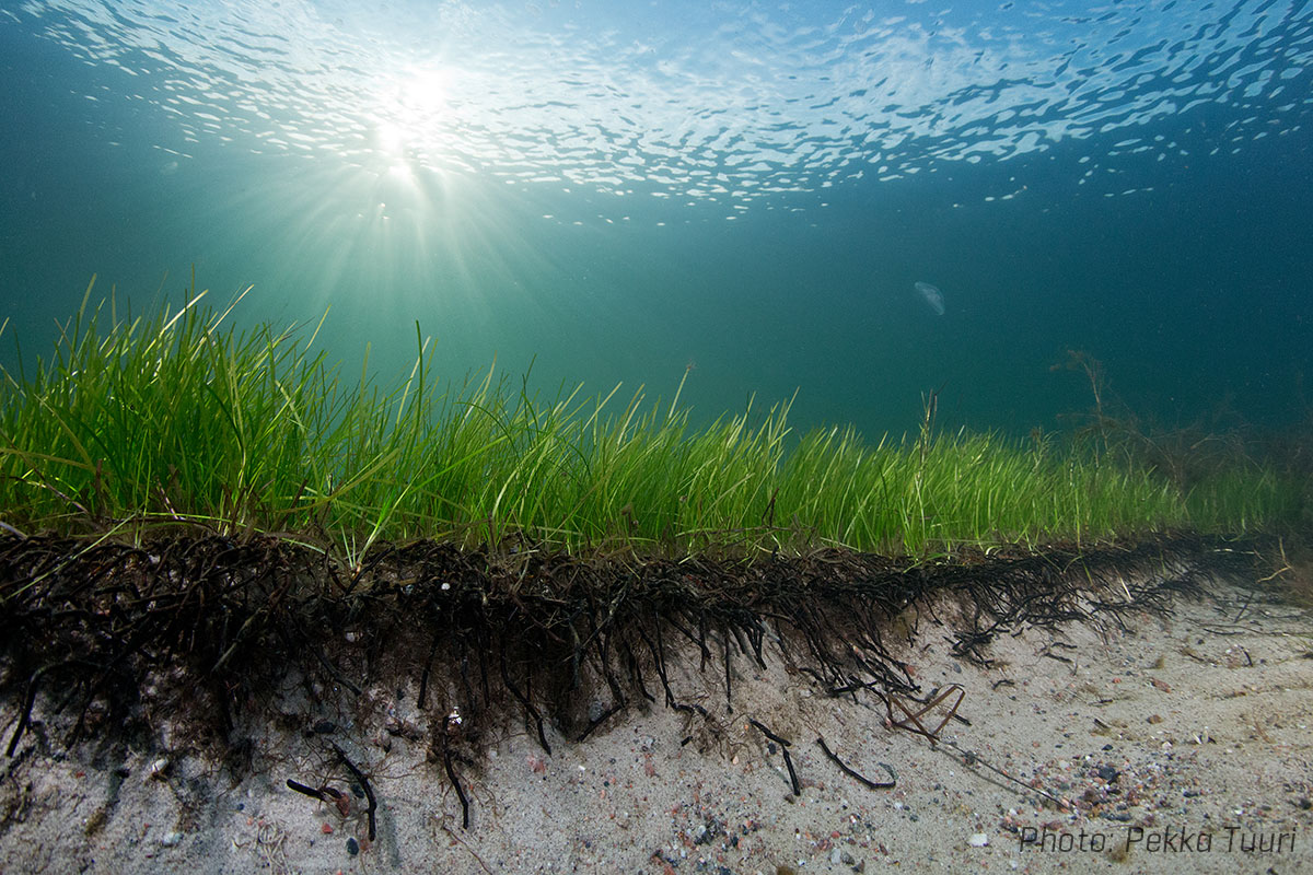 Novel Genetic Clock discovers oldest known marine plant