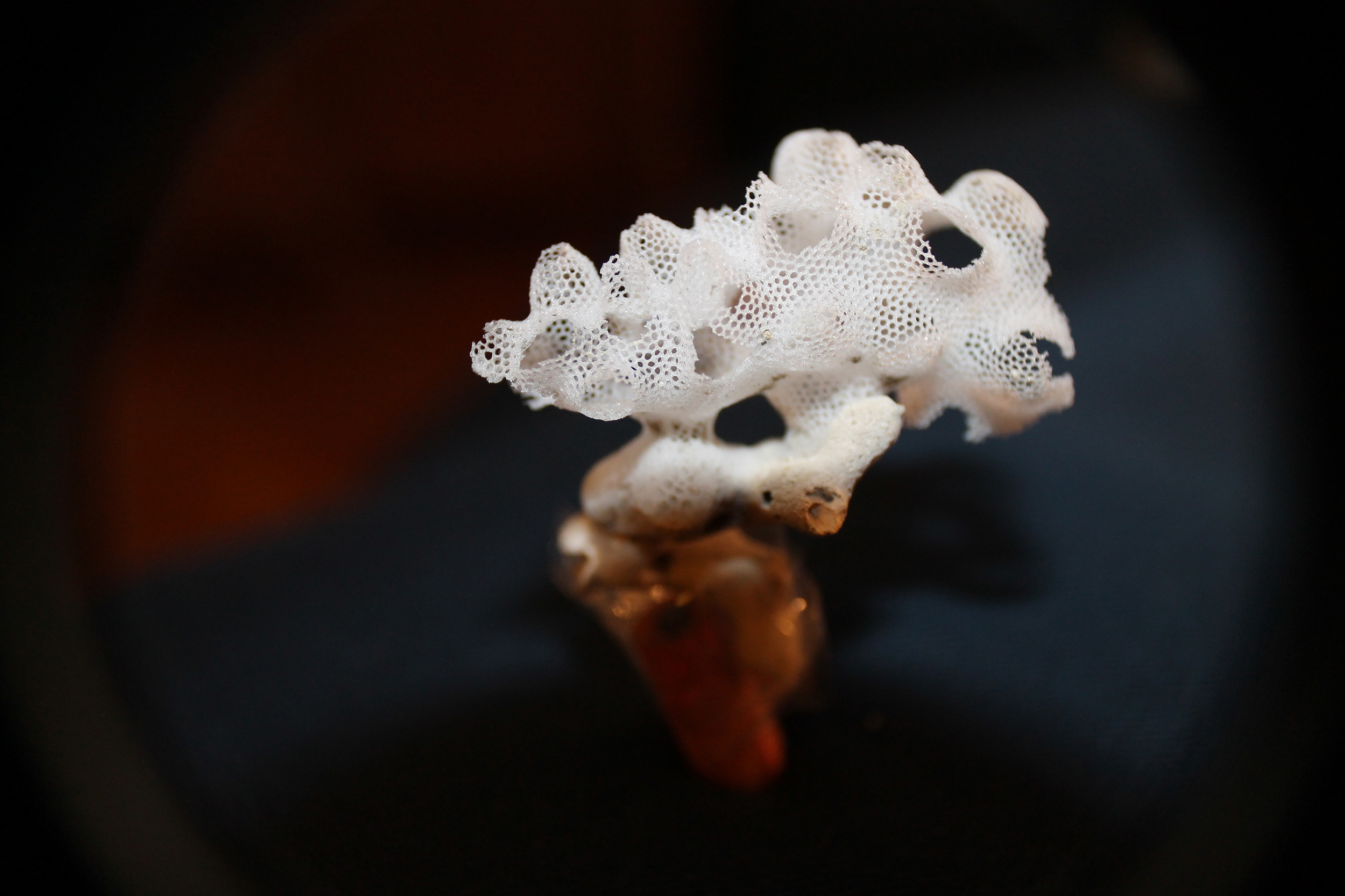 Microbes from Extreme Environments as Key to Innovations