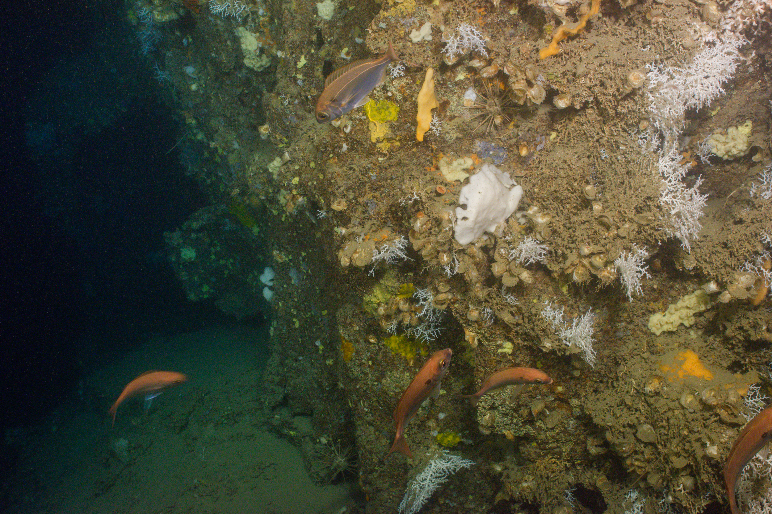 Preserving and Using the Deep Sea: Scientists Call for More Knowledge ...