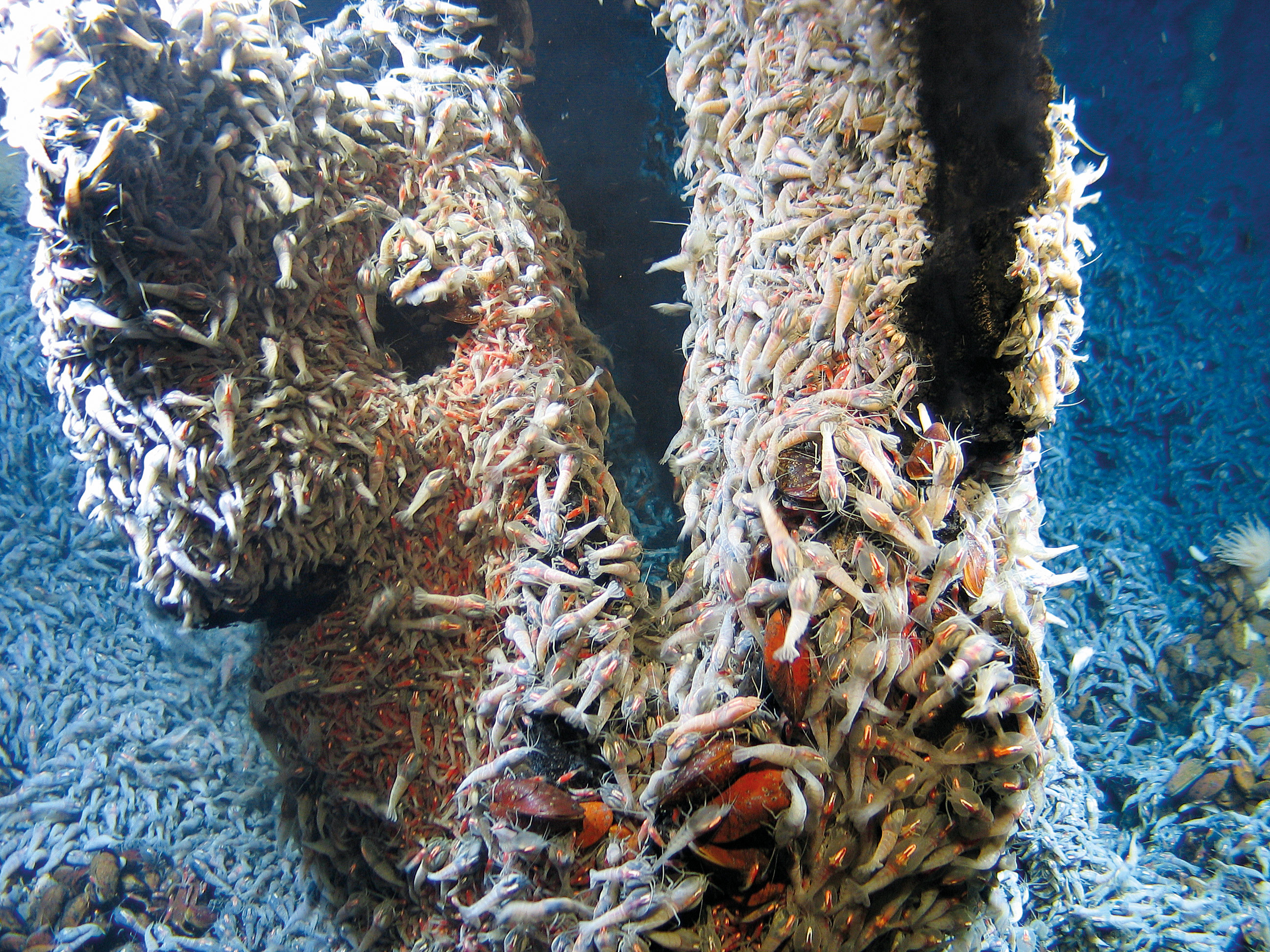 Preserving and Using the Deep Sea: Scientists Call for More Knowledge ...