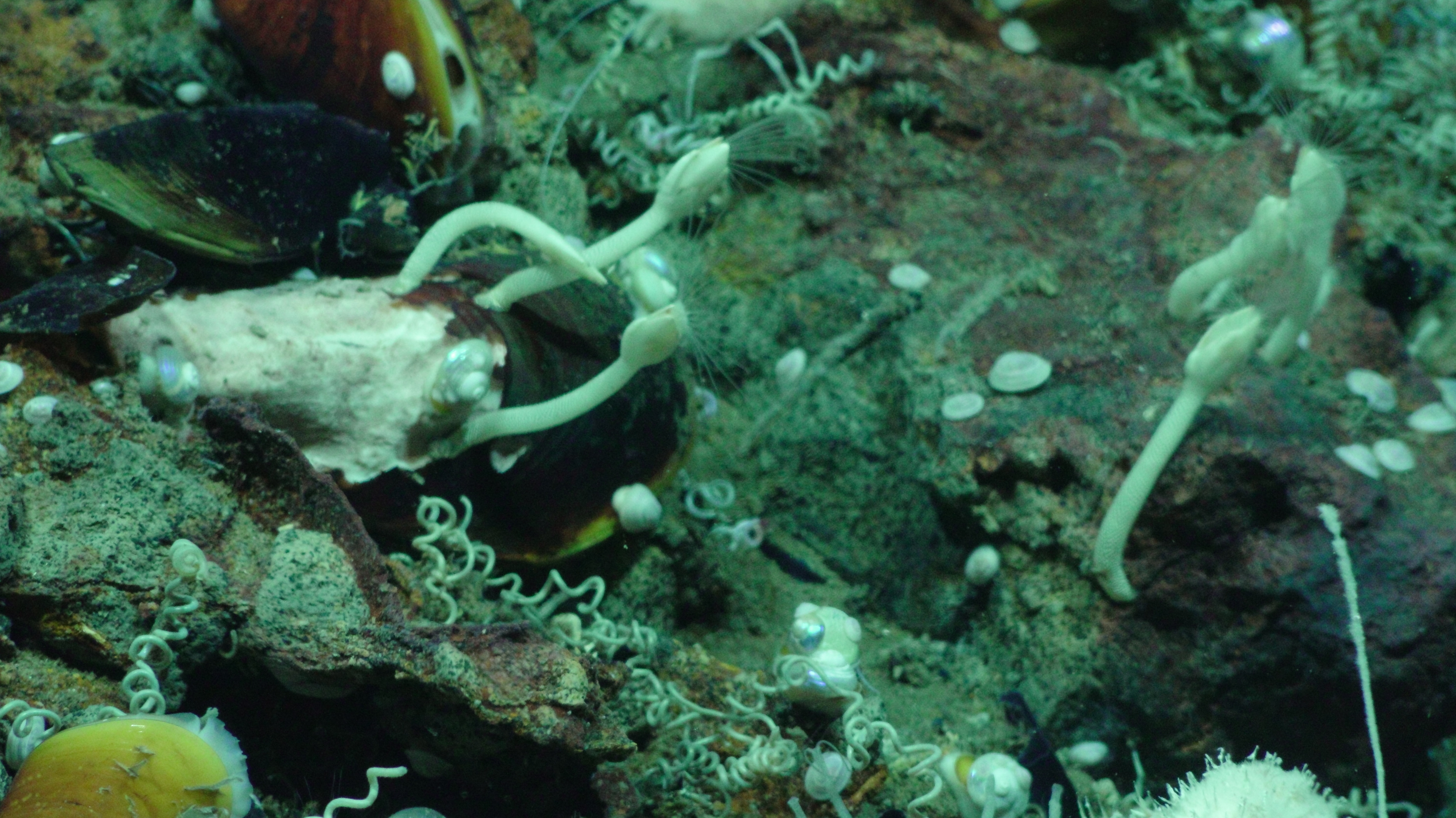Discovery in the Deep Sea: Unique Habitat at Hydrothermal Vents