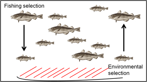 Fisheries-induced evolution « Marine Living Resources and Diversity ...